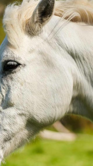 Things To Do In Kenmare | Activities at Sheen Falls Lodge