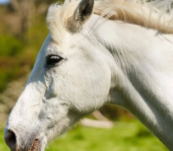 Things To Do In Kenmare | Activities at Sheen Falls Lodge