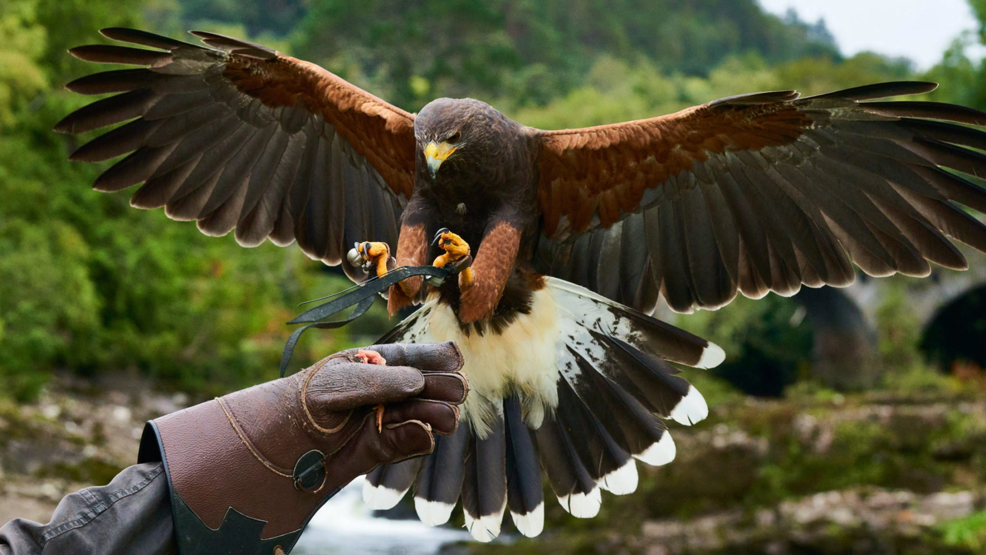 Falconry Kerry | 5 Star Hotels Kenmare | Sheen Falls Lodge