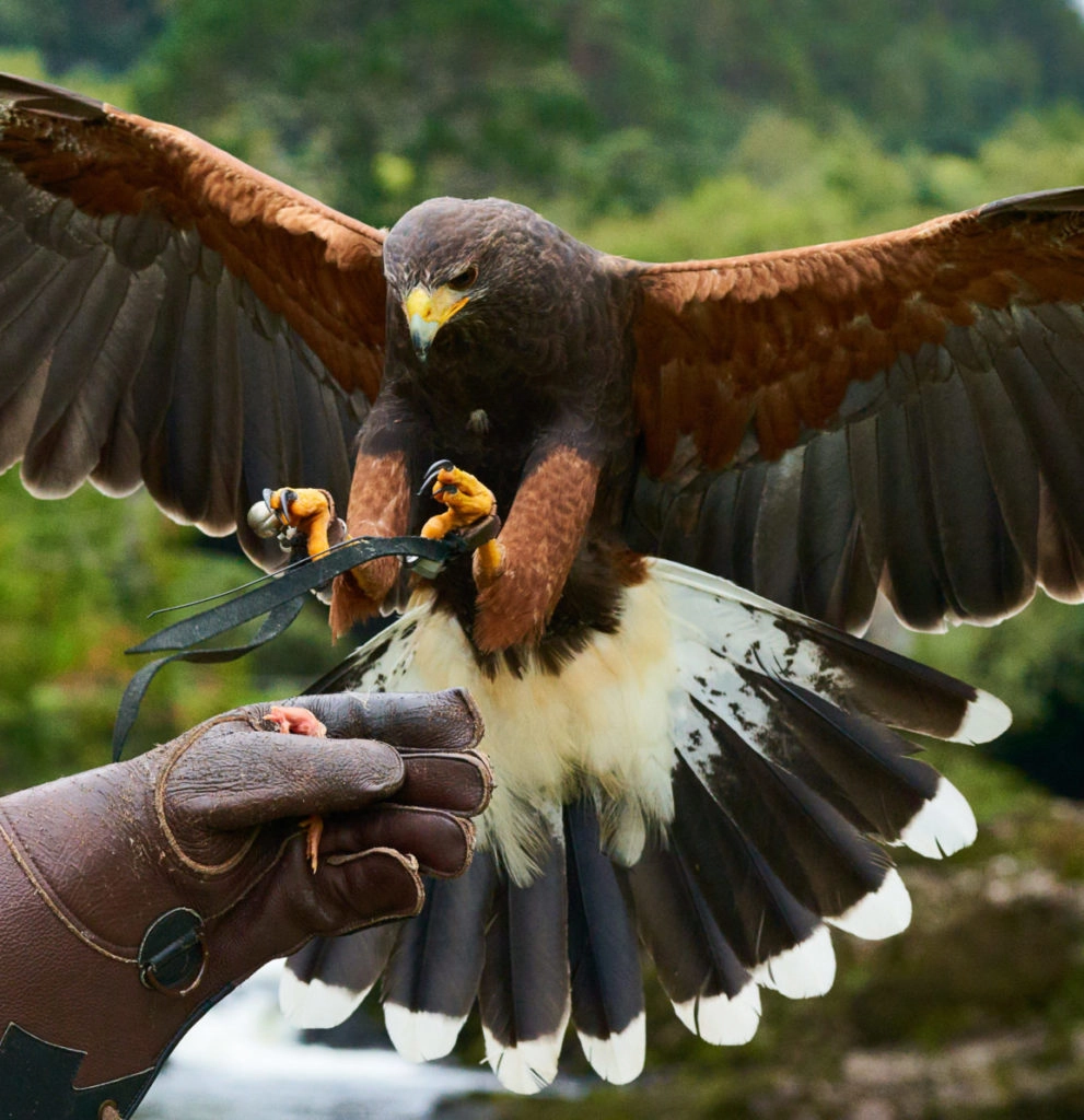 Falconry Kerry | 5 Star Hotels Kenmare | Sheen Falls Lodge